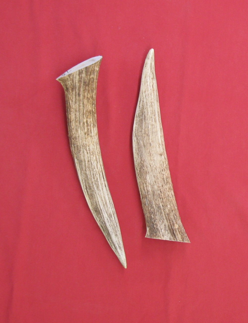 Antlers and Horns : ELK - TINES (2490-9951) : hideandfur.com