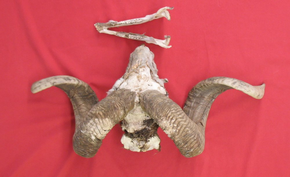 Bones : DOMESTIC SHEEP - SKULL (5269-0040) : hideandfur.com