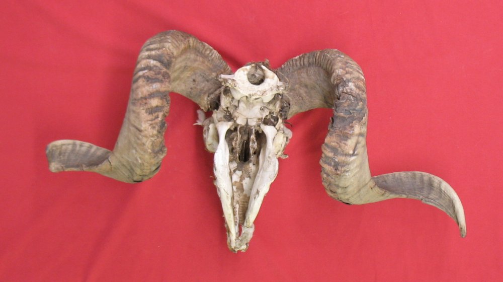 Bones : DOMESTIC SHEEP - SKULL (5269-0040) : hideandfur.com