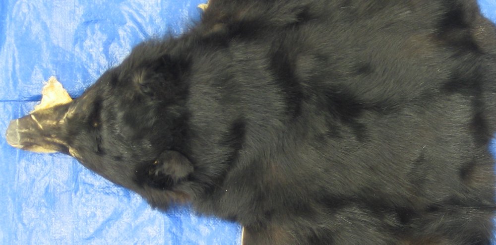 Tanned Furs : BLACK BEAR - CAPES (6109-0276) : hideandfur.com