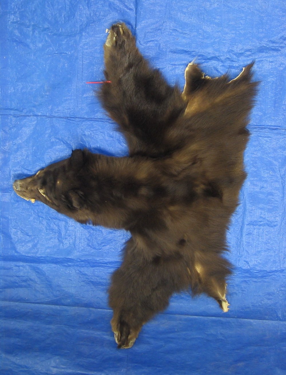 Tanned Furs : BLACK BEAR - CAPES (6109-0282) : hideandfur.com