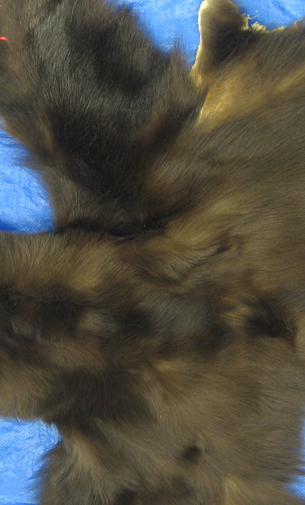 Tanned Furs : BLACK BEAR - CAPES (6109-0282) : hideandfur.com