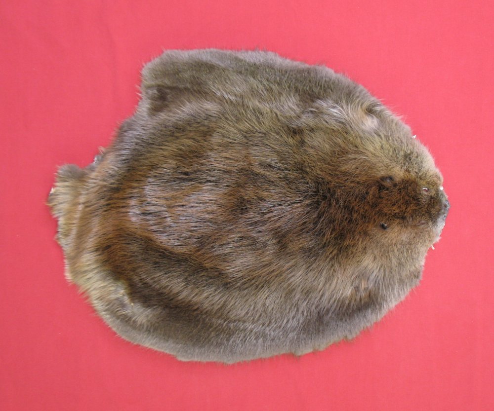 Tanned Furs : BEAVER - LEGHOLES SPLIT (6160-0138) : hideandfur.com