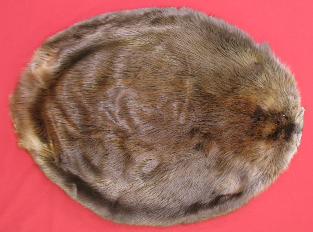 Tanned Furs : BEAVER - ROUND (6162-1715) : hideandfur.com