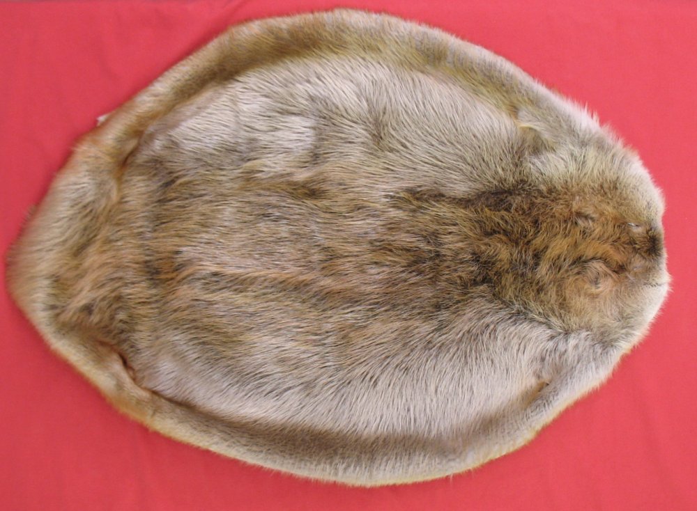 Tanned Furs : BEAVER - ROUND (6162-1810) : hideandfur.com