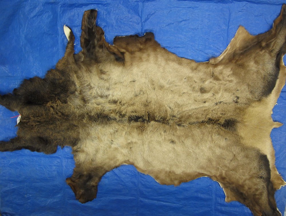 Tanned Furs : ELK - HIDES (6412-0267) : hideandfur.com