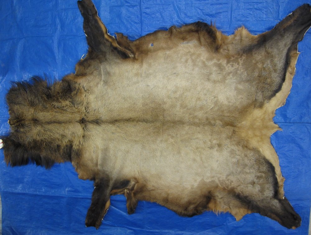 Tanned Furs : ELK - HIDES (6412-0275) : hideandfur.com