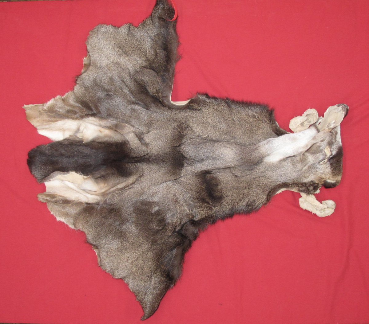Tanned Taxidermy Mule Deer Capes for sale by www.hideandfur.com