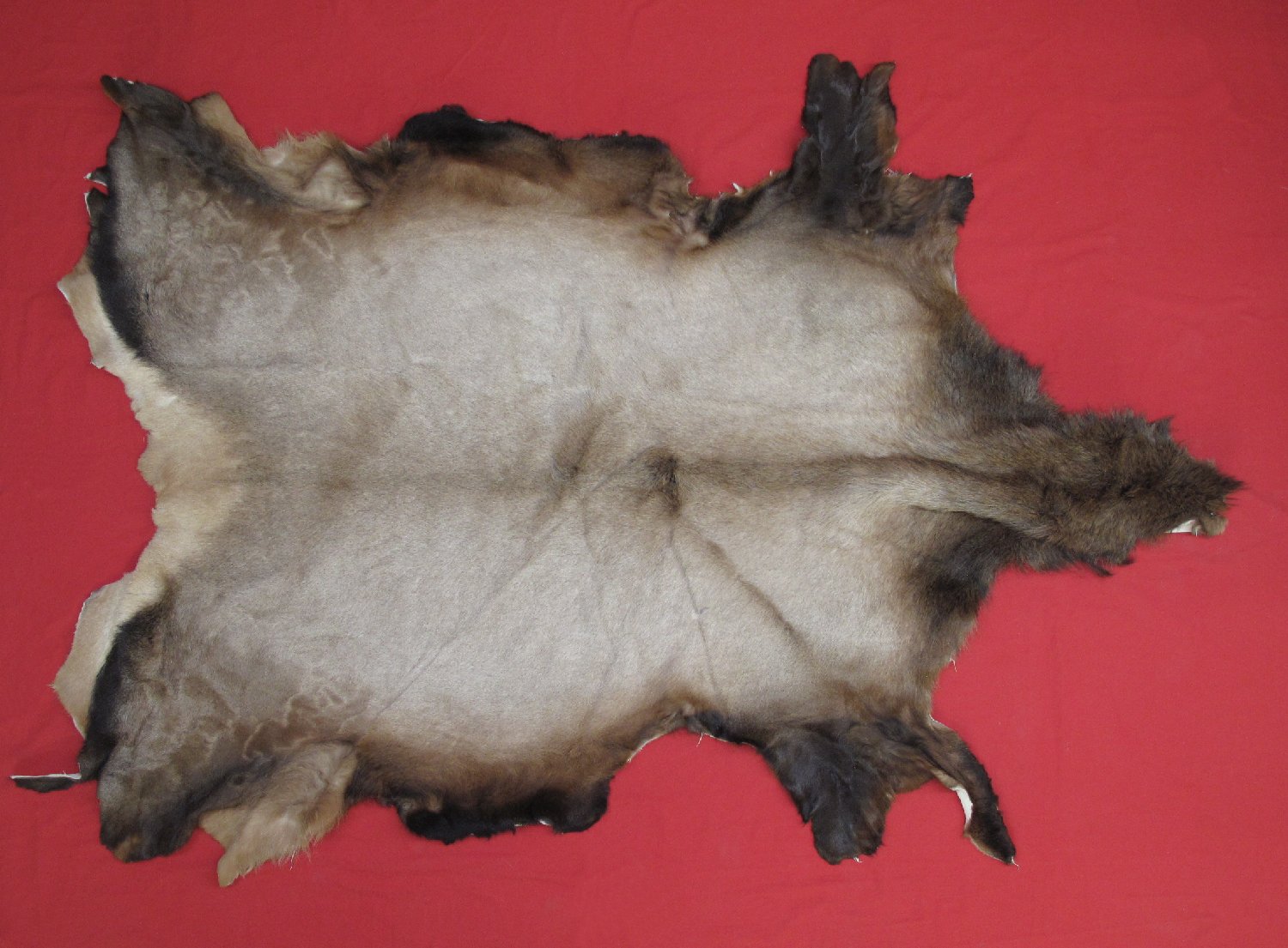 Tanned Furs : ELK - HIDES (6412-0457) : hideandfur.com