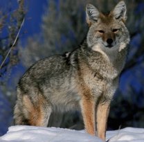 Animal : Coyote